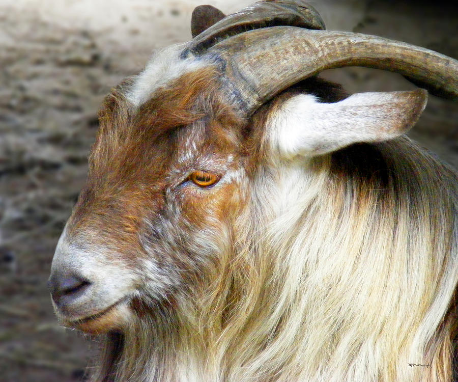 Old Goat Photograph by Duane McCullough