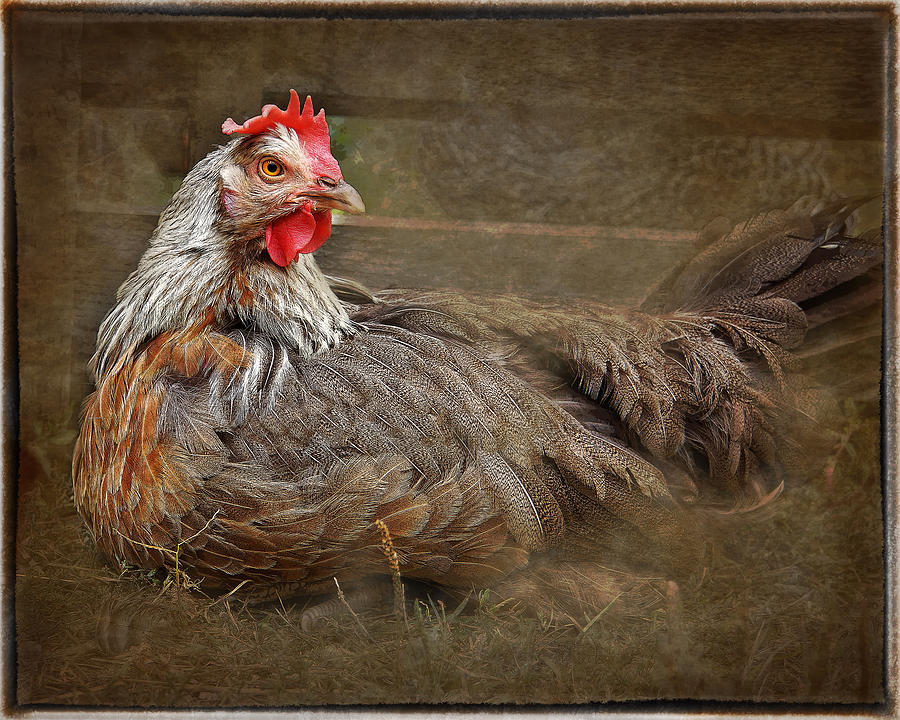 Old Hen Photograph by Bobbie Turner - Pixels