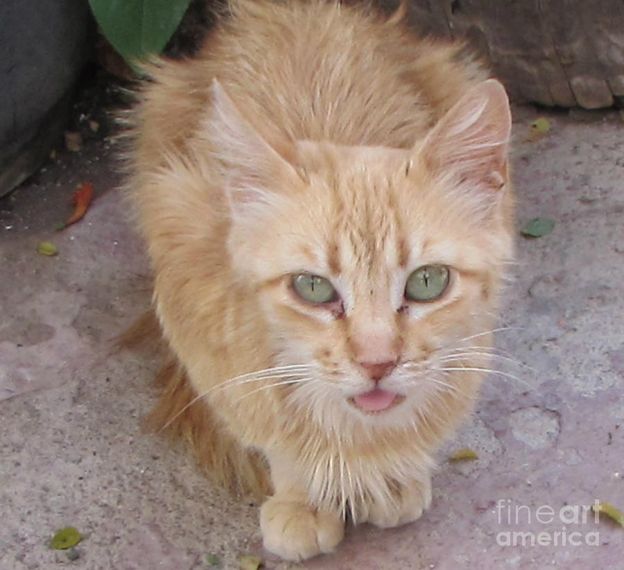 Old Kitten Photograph by Bozena Simeth - Fine Art America
