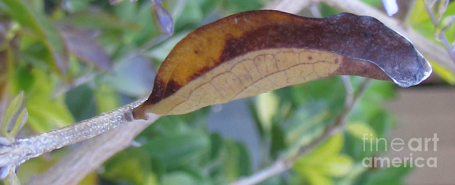 Old leaf Photograph by Bozena Simeth - Fine Art America