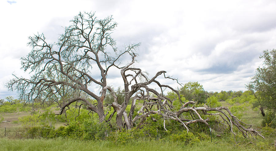 Old Man Tree Photograph by Dwayne Schmidt - Pixels