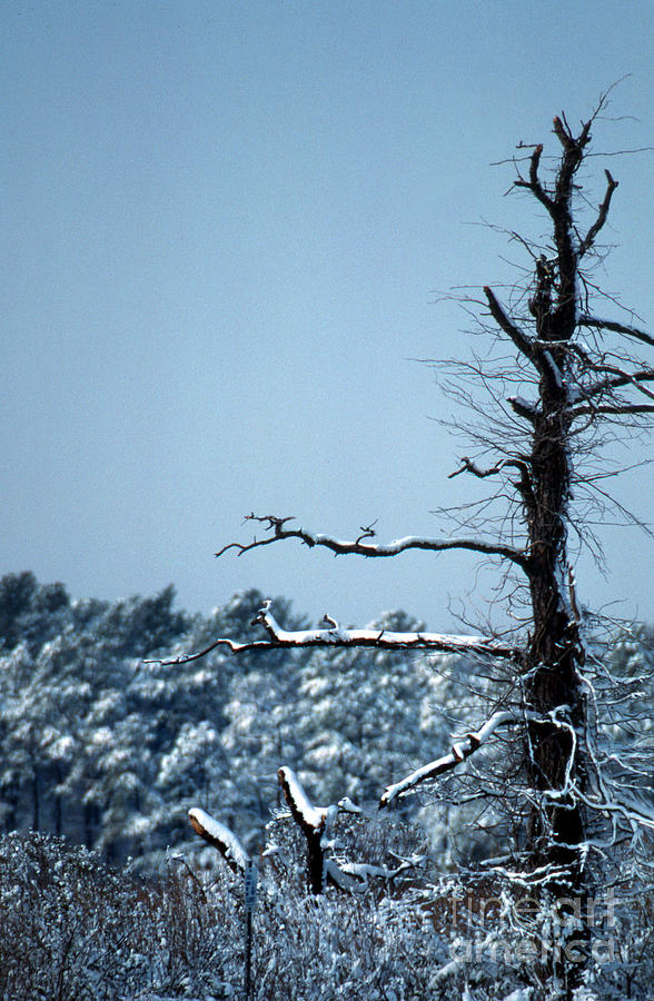 Old Snag Photograph by Skip Willits - Fine Art America