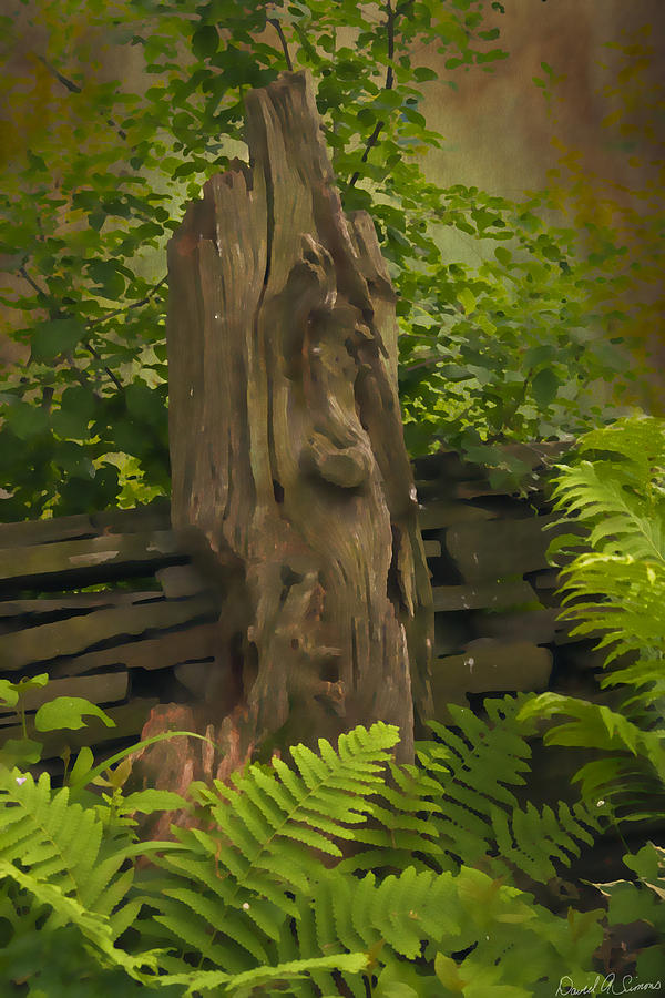 Old Stump Photograph by David Simons | Fine Art America