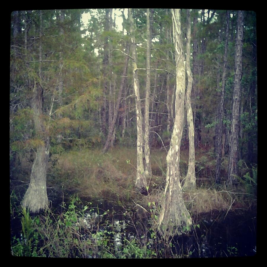 Old tree Photograph by Chasity Johnson - Fine Art America