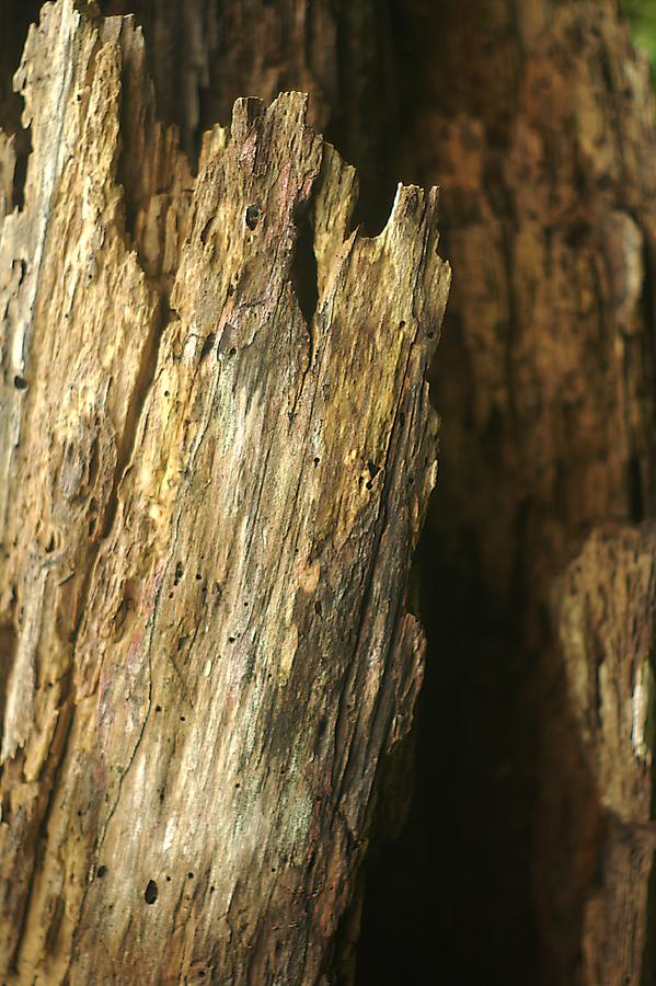 Old Tree Texture 1 Photograph by Suzanne Powers - Fine Art America