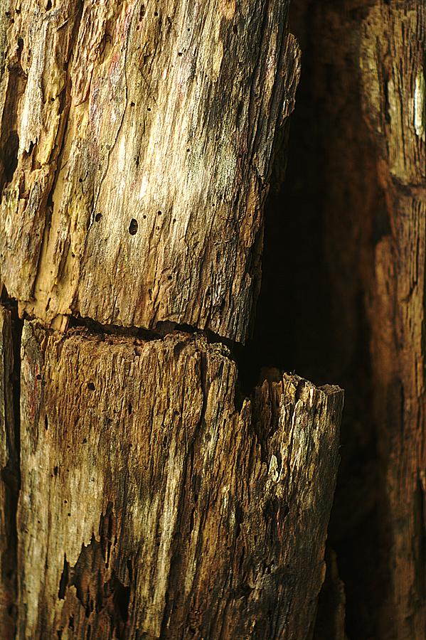 Old Tree Texture 2 Photograph by Suzanne Powers - Fine Art America