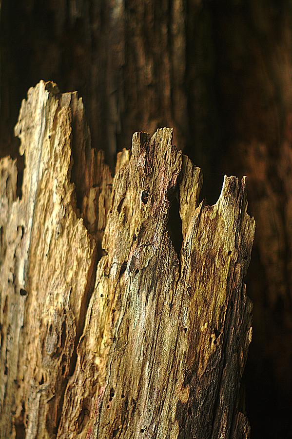 Old Tree Texture 3 Photograph by Suzanne Powers - Pixels