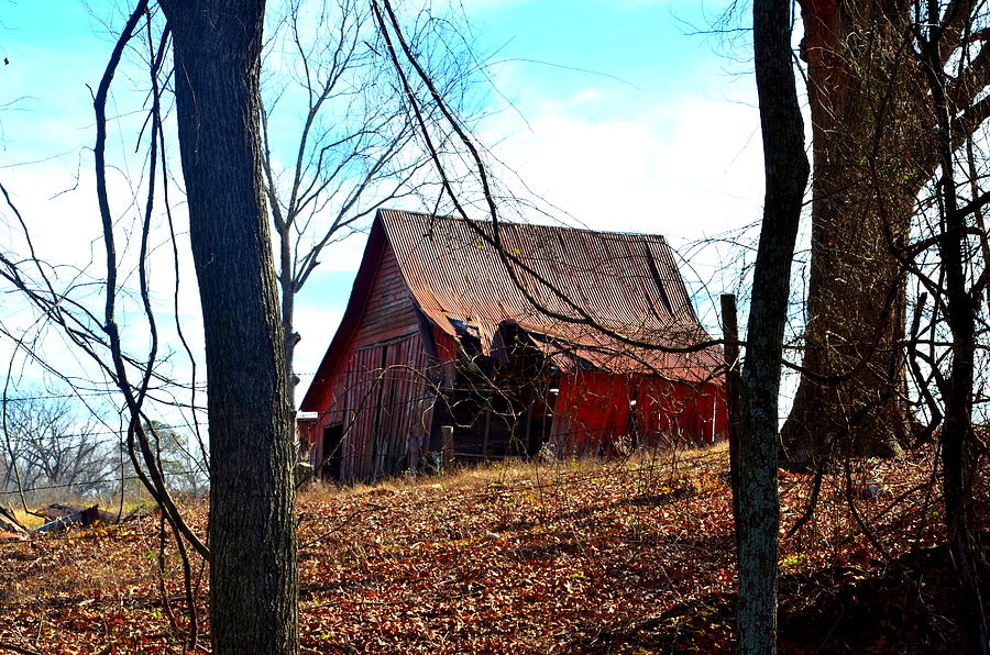Ole Red Photograph by Darrell Clakley | Fine Art America