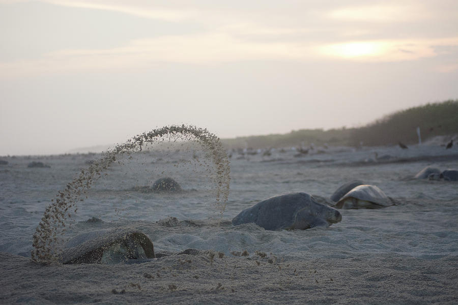 Olive Ridley Sea Turtle Digging A Hole Photograph by Andres Valencia ...