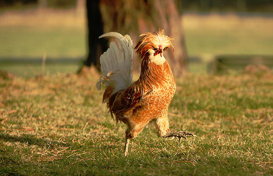 On the run Photograph by Denise Parker | Fine Art America
