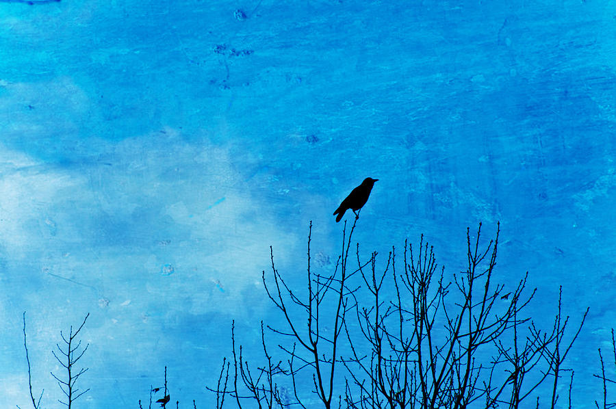 One Crow Photograph by Tom Ciriello - Fine Art America
