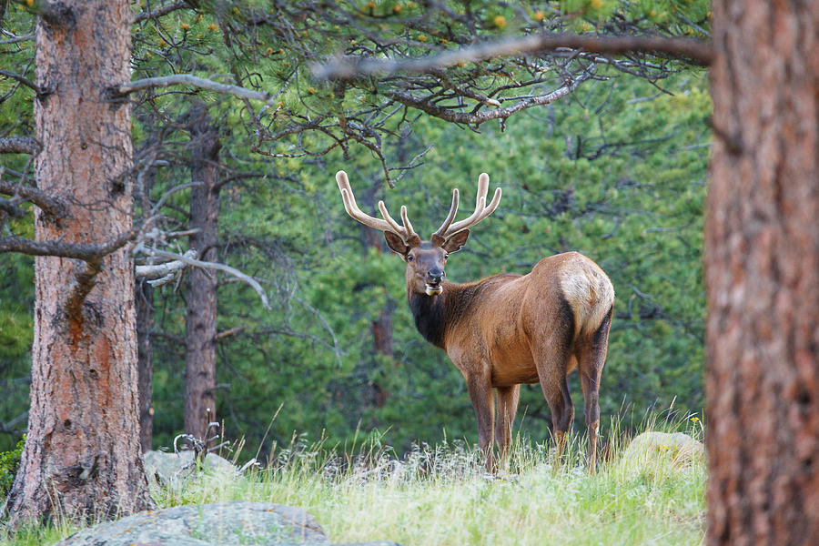 One Elk Looking Back Velvet Photograph by Piperanne Worcester | Fine ...