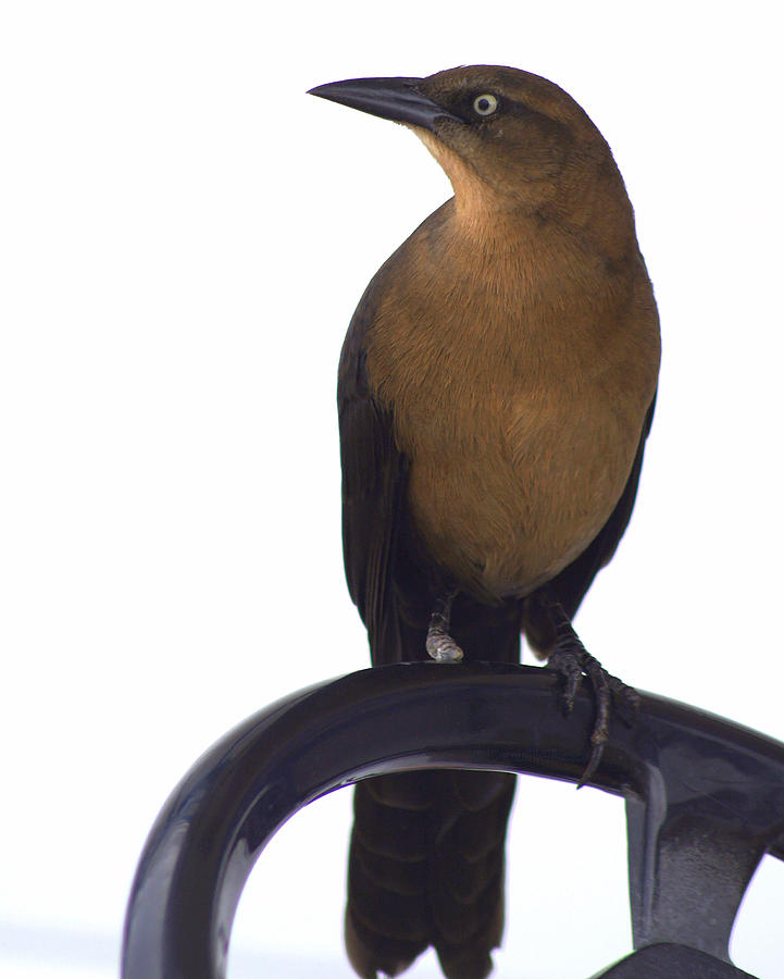 One Foot Bird Photograph by DerekTXFactor Creative - Fine Art America