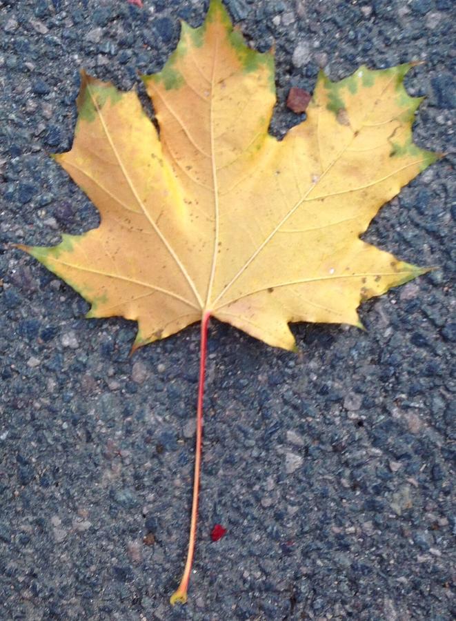 One leaf Photograph by Kenneth Spaberg - Pixels