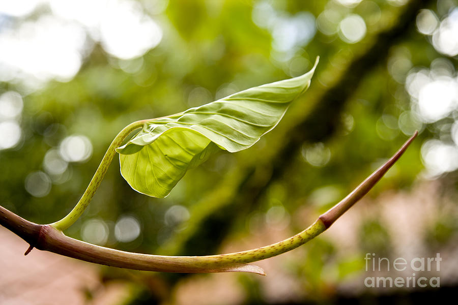 One Leaf Photograph by Thomas Levine | Fine Art America