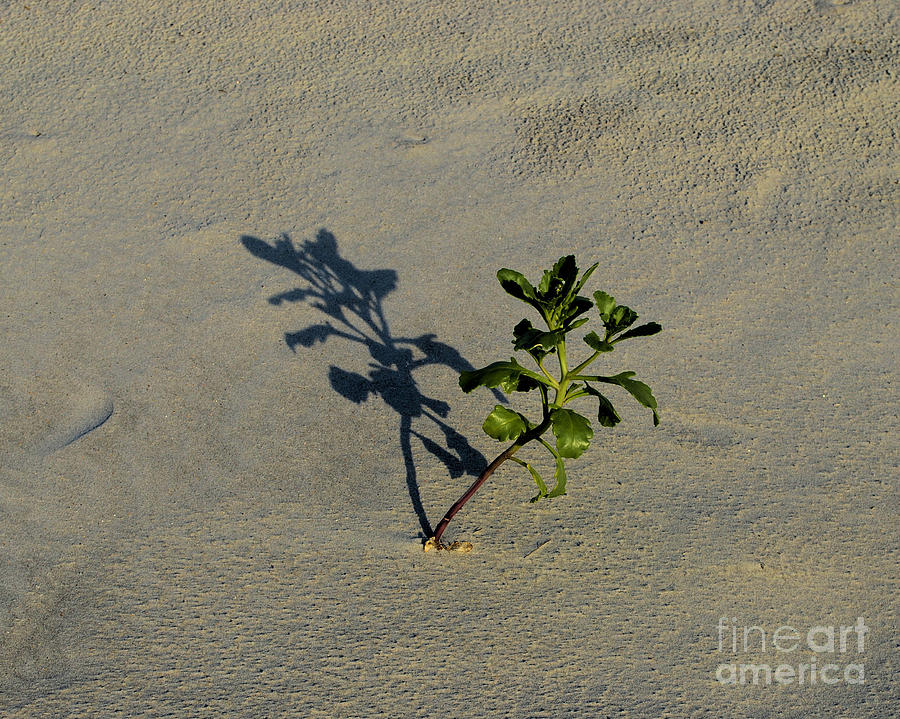 One Lonely Shadow Photograph by Bob Sample - Fine Art America