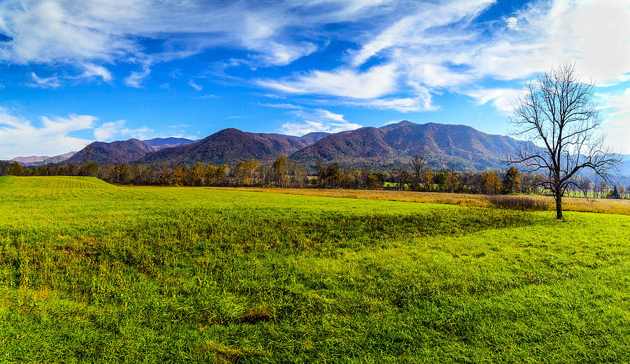 One Tree Left Behind Photograph by Steve Samples - Fine Art America