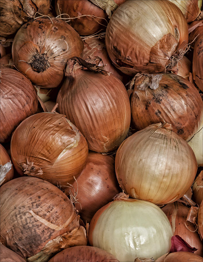 Onions Photograph by Robert Ullmann