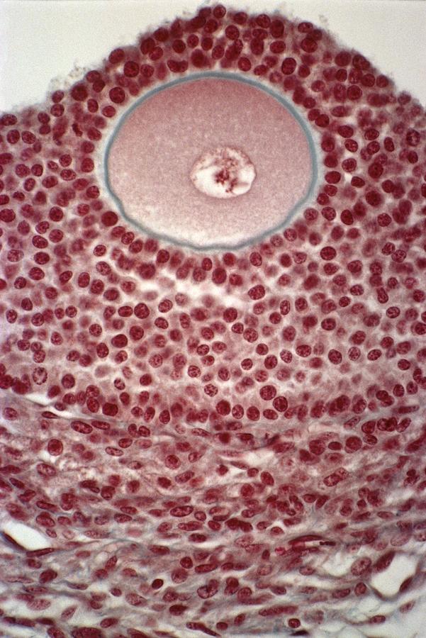 Oocyte in resting stage, light Photograph by Science Photo Library ...