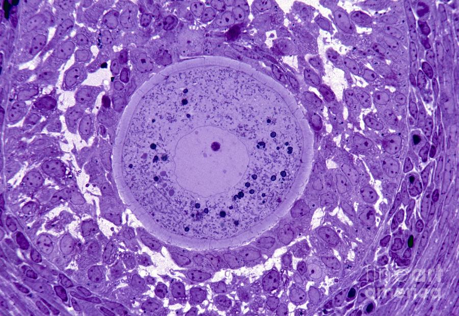Oocyte, Light Micrograph by Science Photo Library