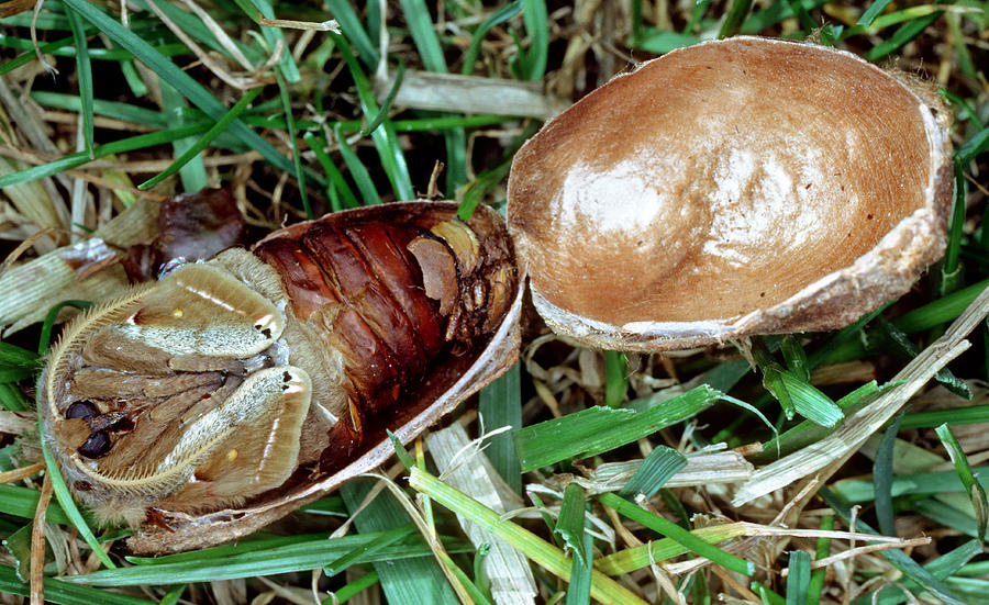 Open Cocoon Photograph by Millard H. Sharp - Pixels