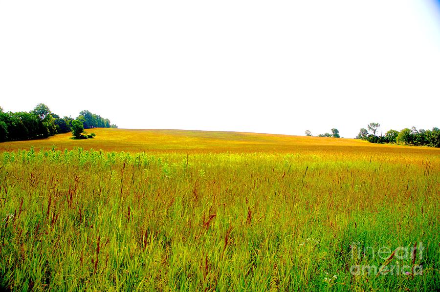 Open field Photograph by David Call - Fine Art America