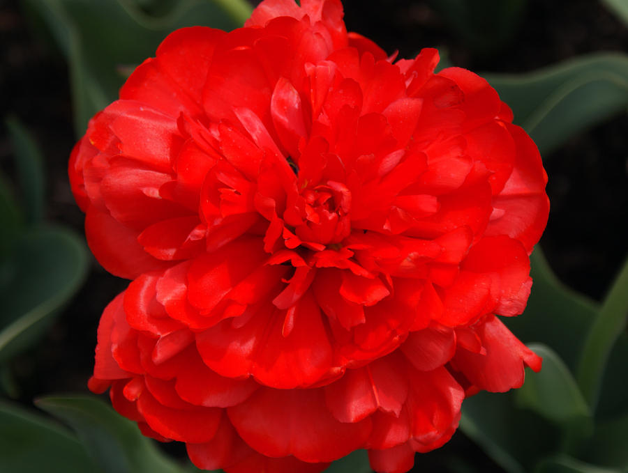 Open Peony Photograph by Kat Dee - Fine Art America