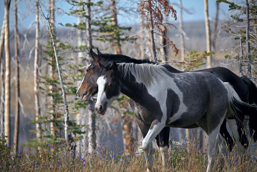 Open Range Pair Photograph by Terry Cervi - Fine Art America
