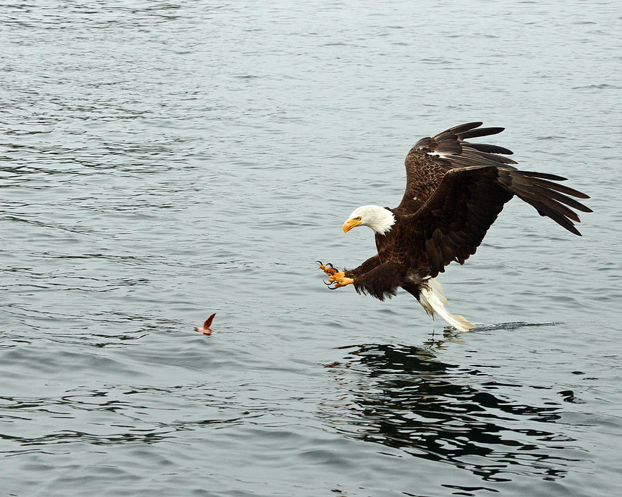 Open Talons Photograph by Wayne Broadhead | Fine Art America