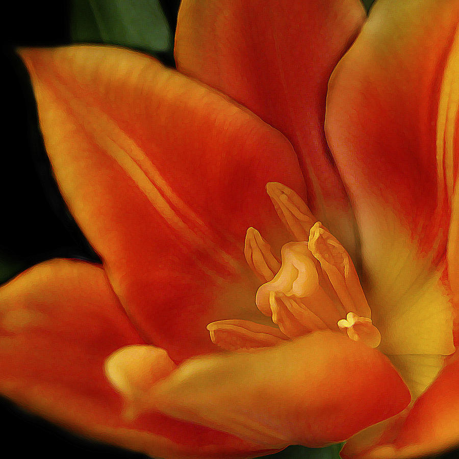 Orange Photograph by Deborah Steele - Fine Art America