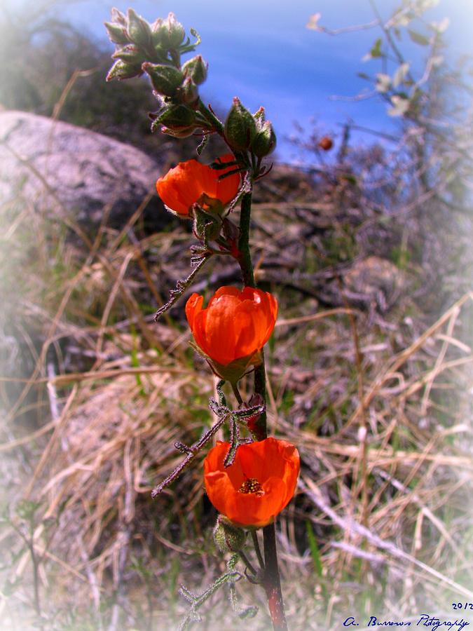 Orange Globe Mallows Photograph by Aaron Burrows