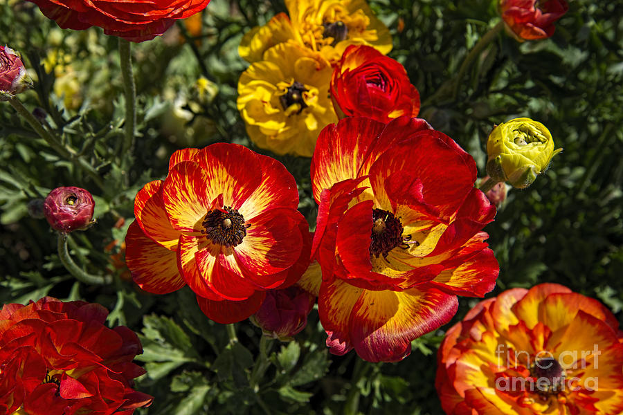 Orange Ranunculus Photograph by Baywest Imaging - Pixels