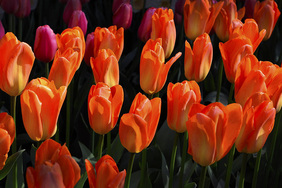 Orange Splash Photograph by David Lunde - Fine Art America