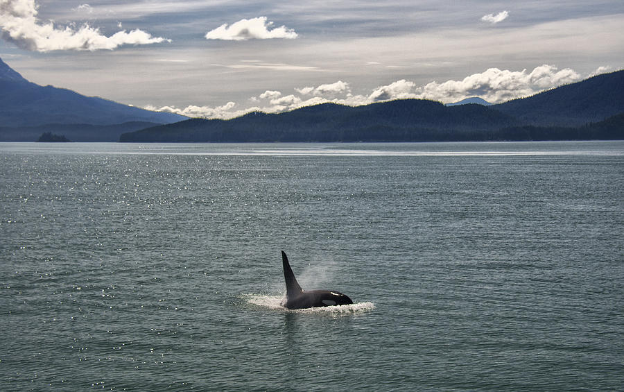 Orca Juneau Alaska Photograph by Anastasia Tompkins | Pixels