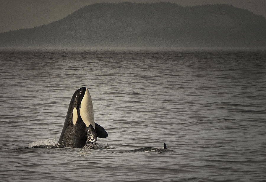 Orca Photograph by Jussi Lyons - Fine Art America