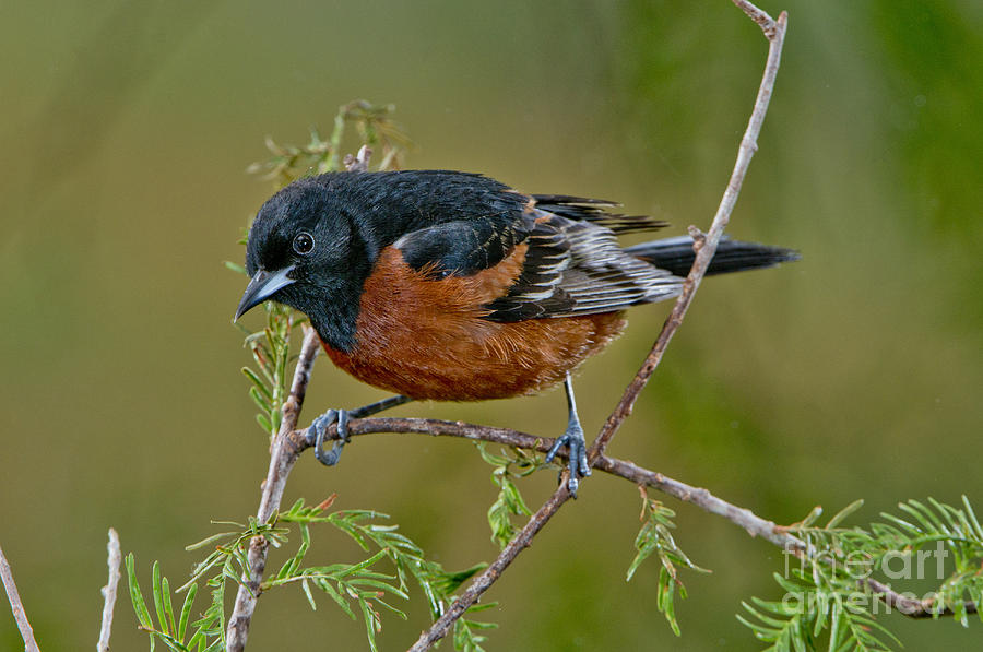 Orchard Oriole Photograph by Anthony Mercieca - Fine Art America