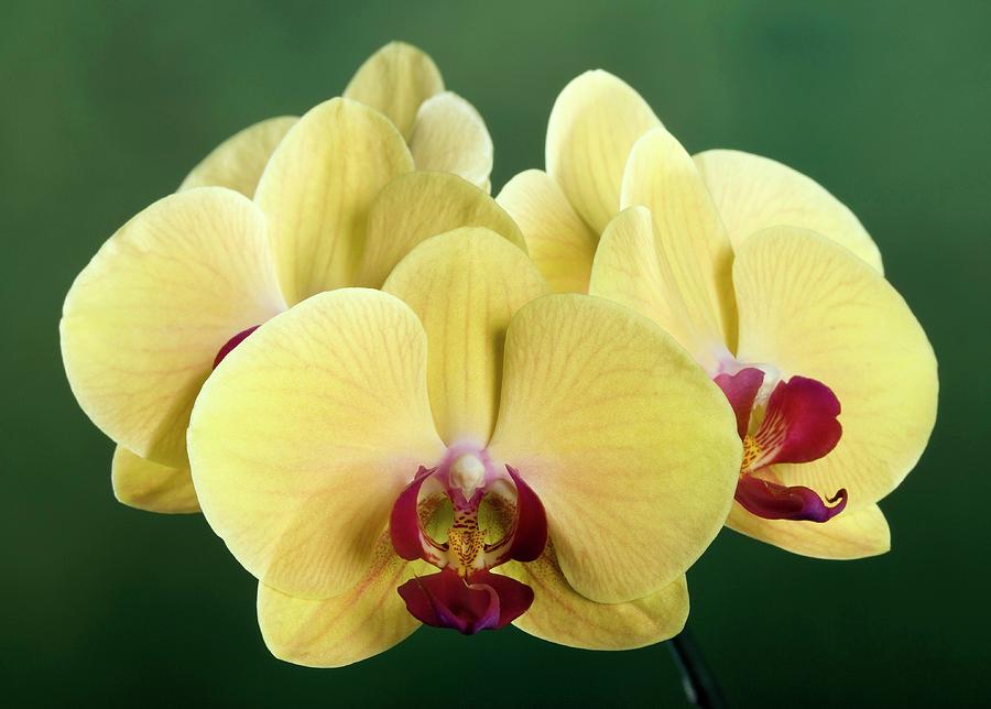 Orchid Phalaenopsis Yellow Beauty Photograph By Pascal Goetgheluck