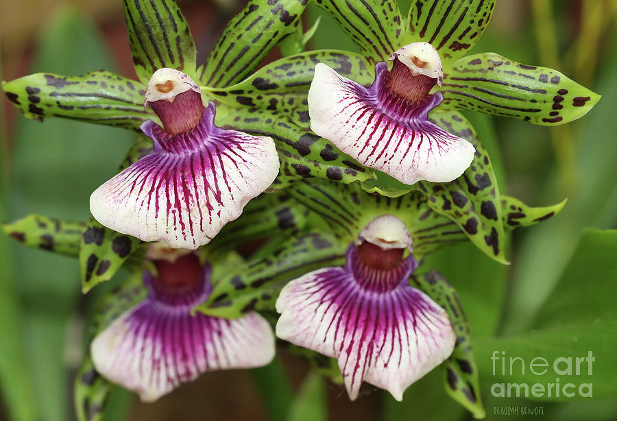 Orchids Four Photograph by Deborah Benoit | Fine Art America