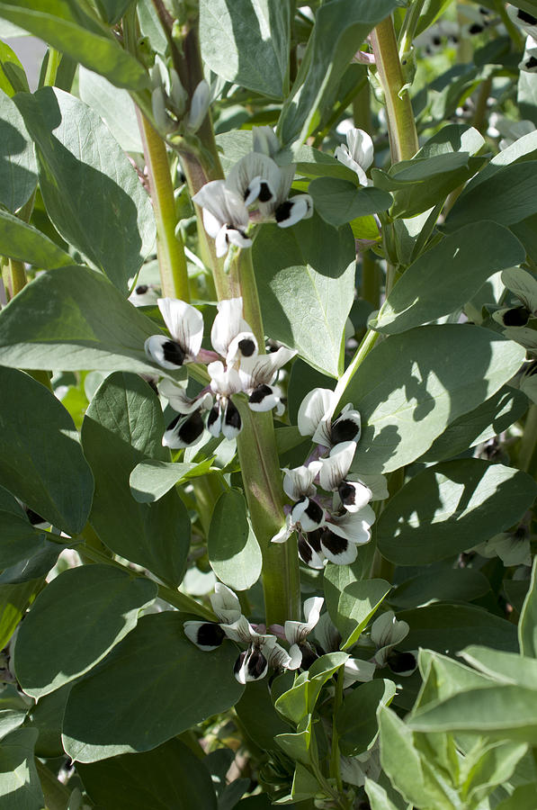 Orchids Photograph by Janet Capps - Fine Art America