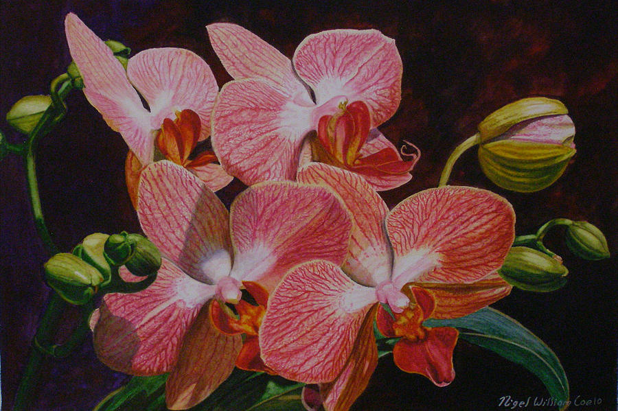 Orchids Painting by Nigel Coe - Fine Art America