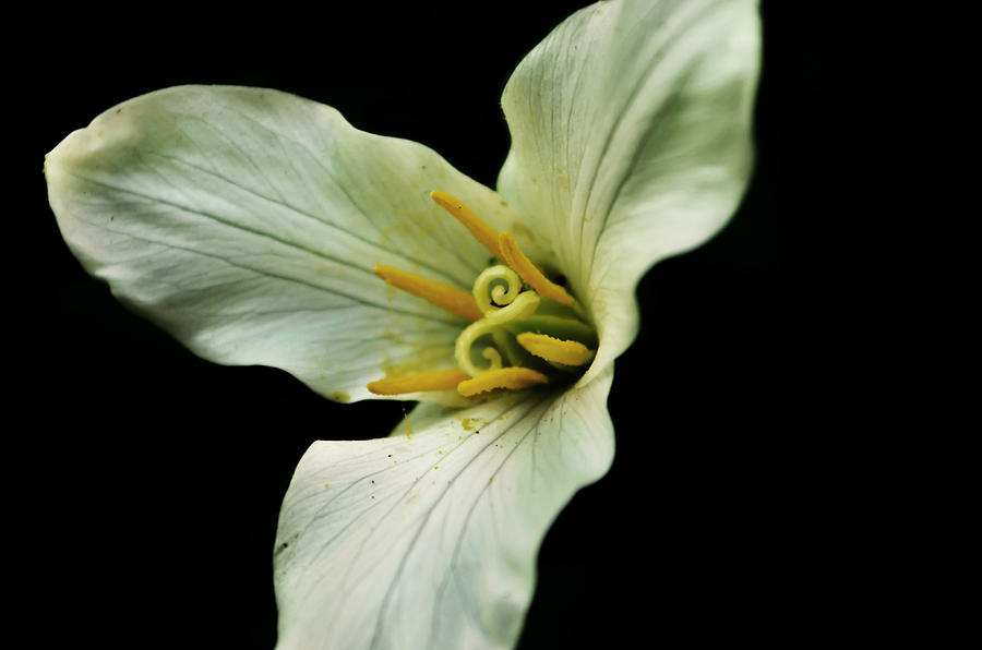 Oregon Trillium Photograph by Jesse Wright - Fine Art America