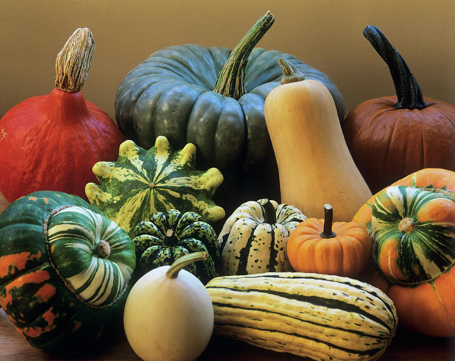 Ornamental Gourds Photograph by Andrew Ackerley/science Photo Library ...