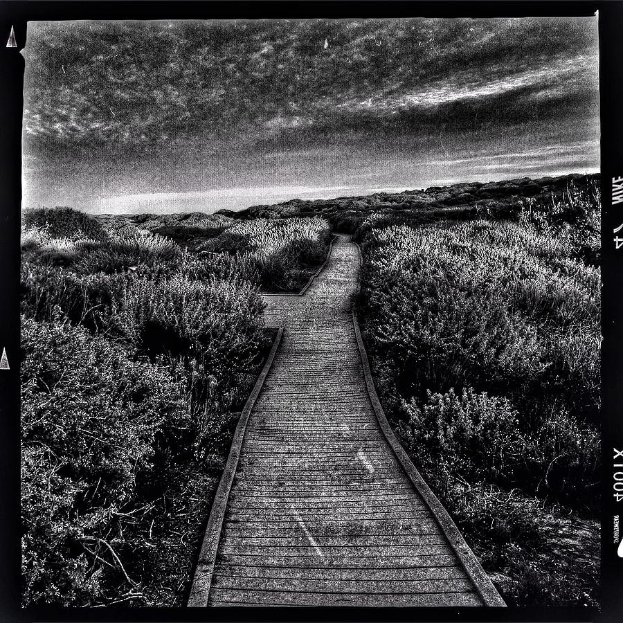 Oso Flaco Photograph by John Aguillon - Fine Art America