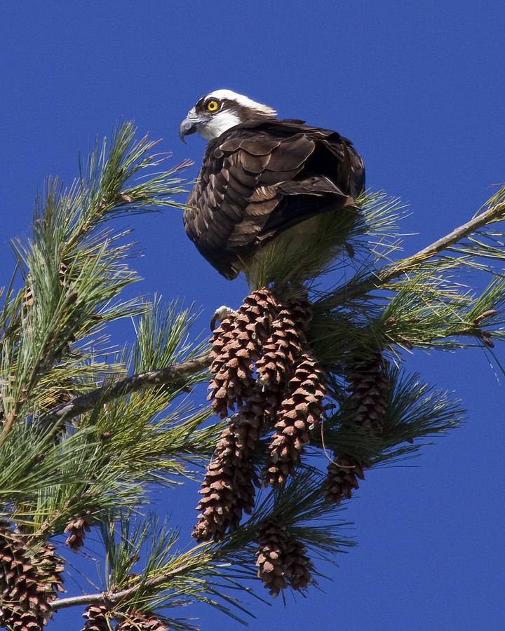 Osprey on Pine Photograph by Eric Mace - Fine Art America
