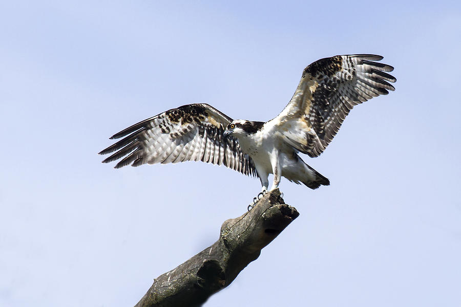 Osprey Pride Photograph by David Lester | Pixels