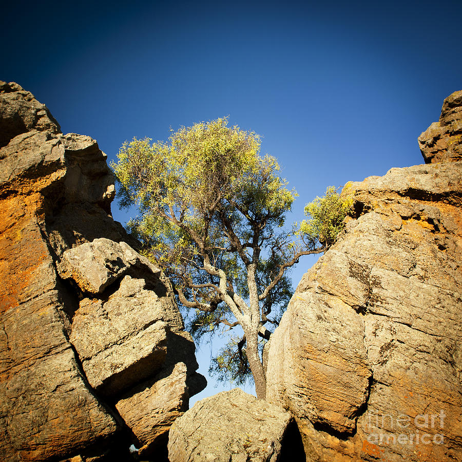 Outback Tree Photograph by THP Creative - Fine Art America