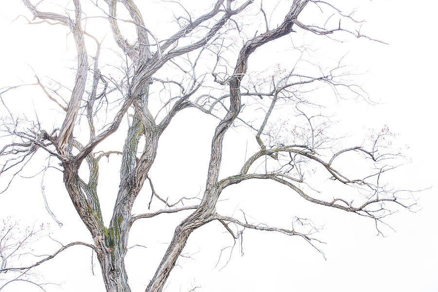 Overexposed tree Photograph by David Hancock - Fine Art America