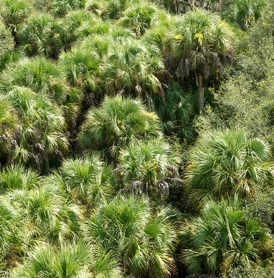 Overhead View Photograph by Robert VanDerWal - Pixels