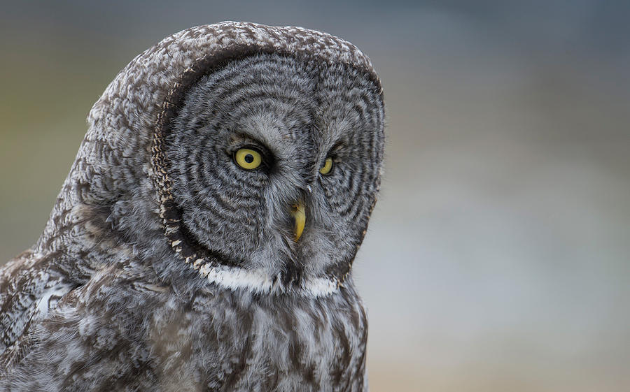 Owl Profile Photograph by Sheets Studios - Fine Art America