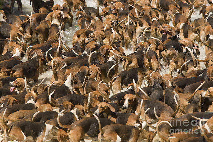 Pack Of Hound Dogs Photograph by Jean-Michel Labat - Fine Art America
